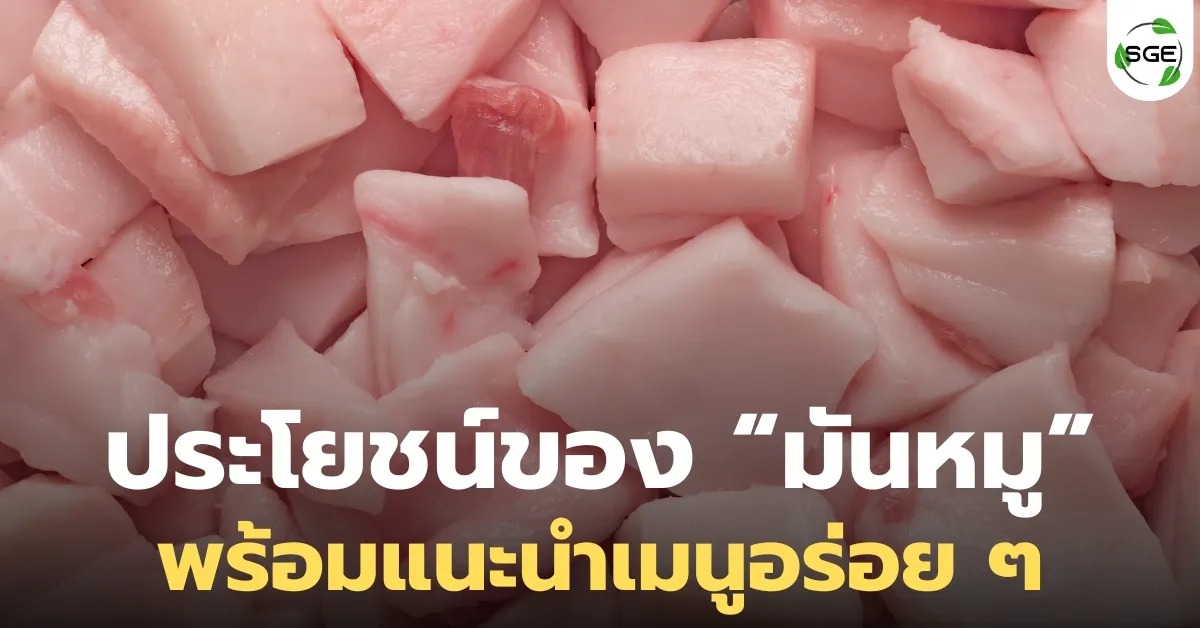 มันหมู กับประโยชน์ที่คุณอาจจะยังไม่รู้ พร้อมเมนูอร่อย ๆ - SGE Recipe